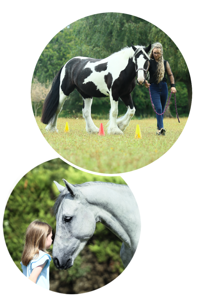 Stable Minds - Equine Facilitated Psychotherapy - Psychology First